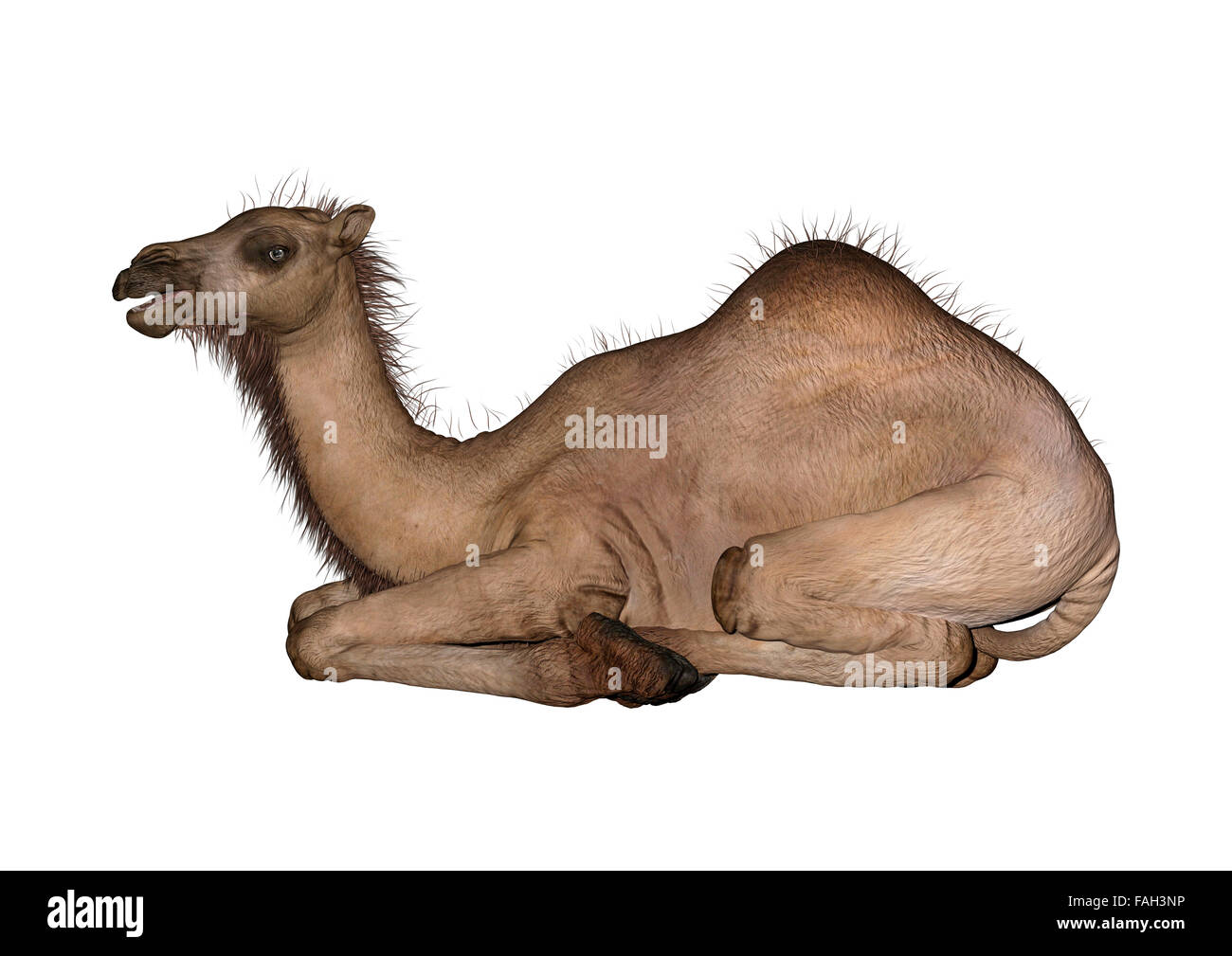 3D digital render of a dromedary or an arabian camel isolated on white ...