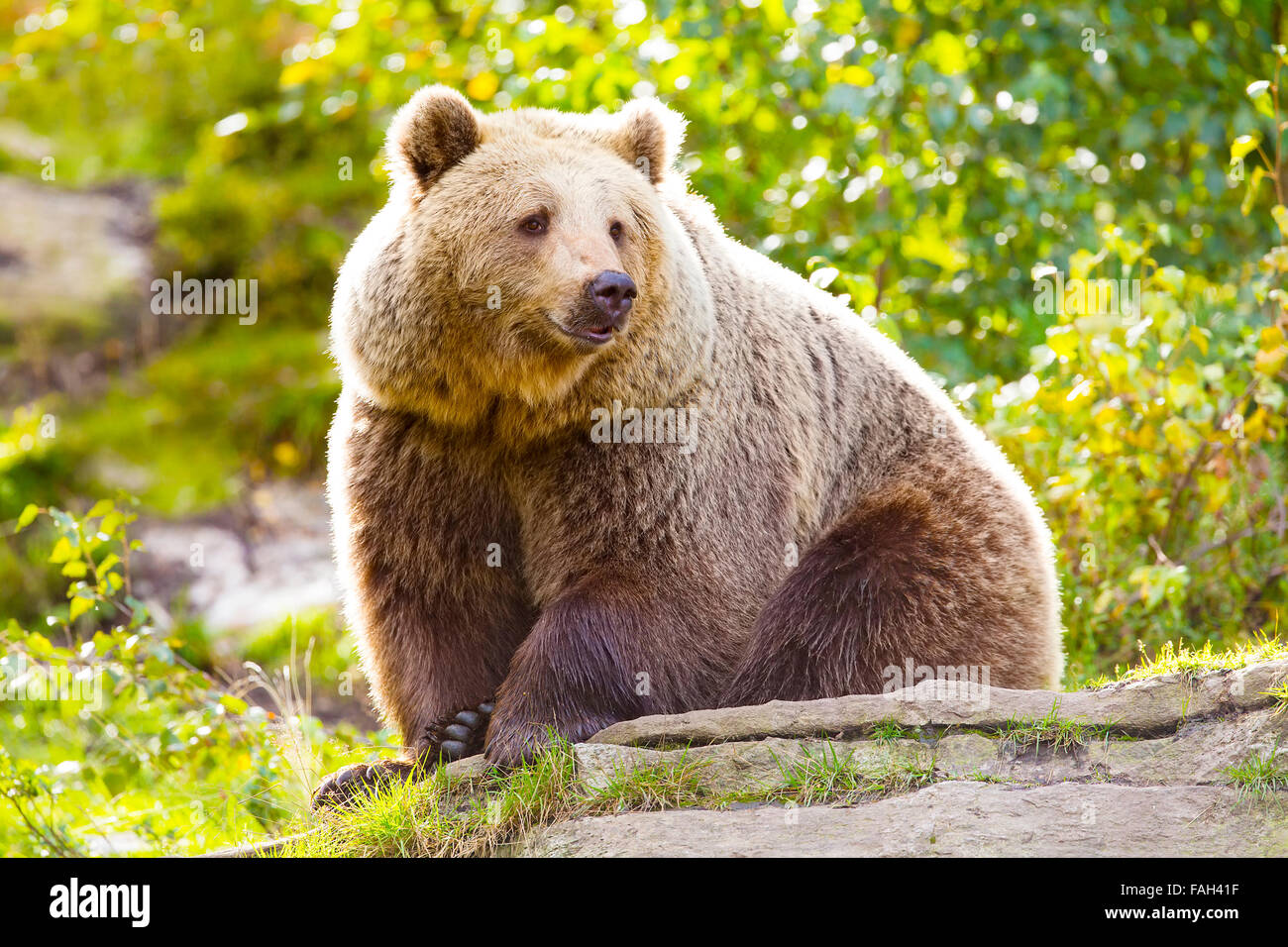 Brown bear sits back hi-res stock photography and images - Alamy