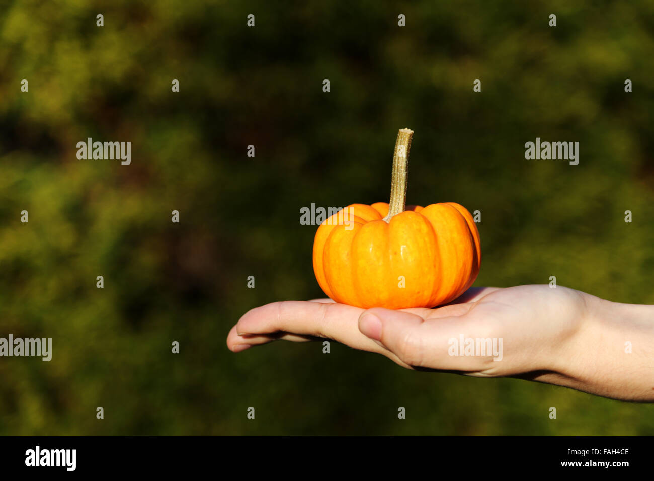 Real pumpkin hi-res stock photography and images - Alamy