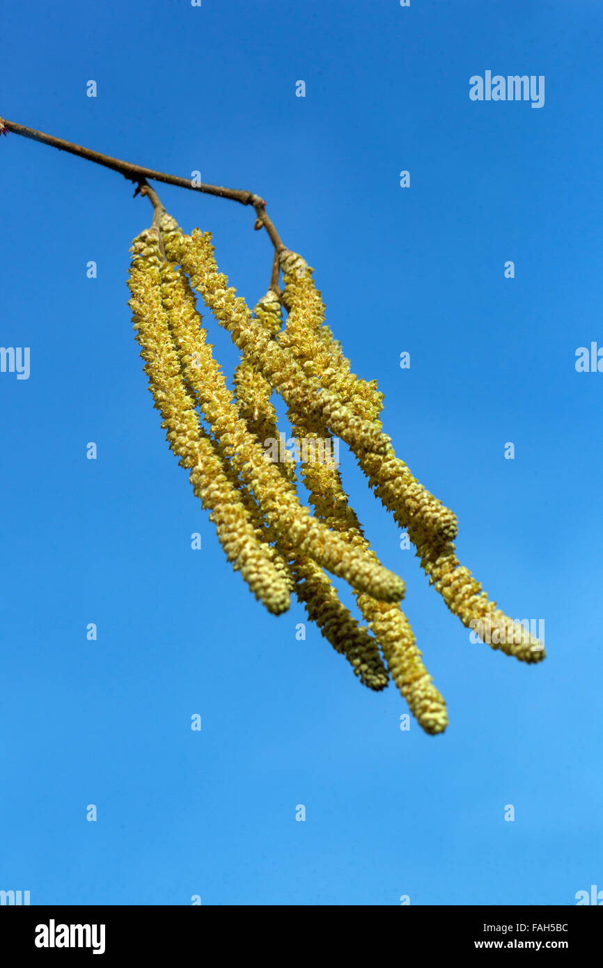 Corylus avellana spring Hazel catkins full of pollen in the wind Stock ...