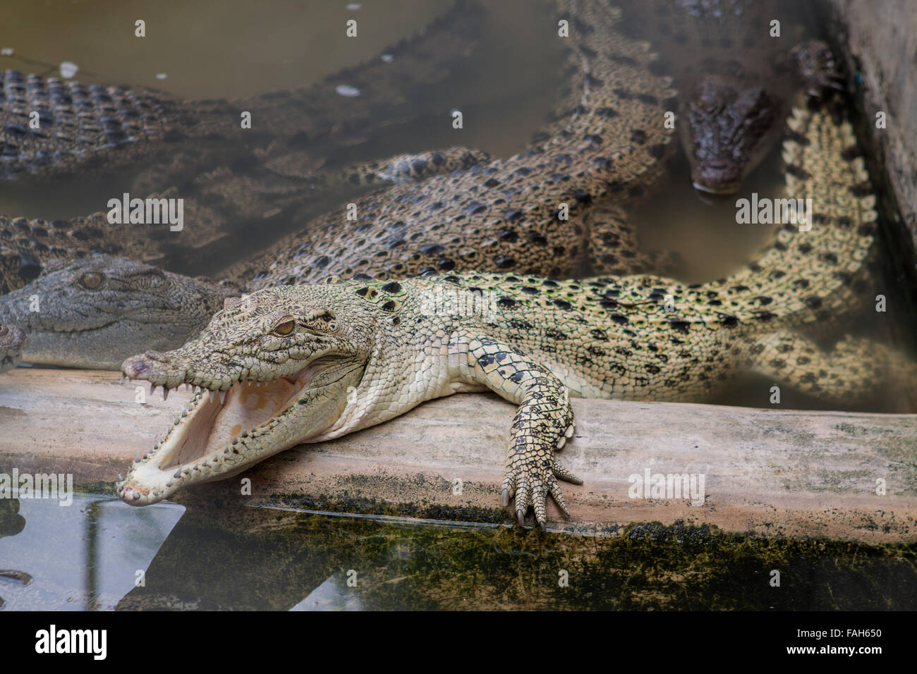 Crocodile in the farm Stock Photo - Alamy