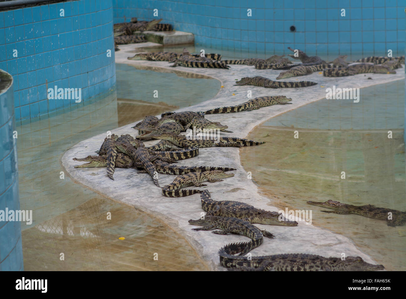 Crocodile in the farm Stock Photo - Alamy