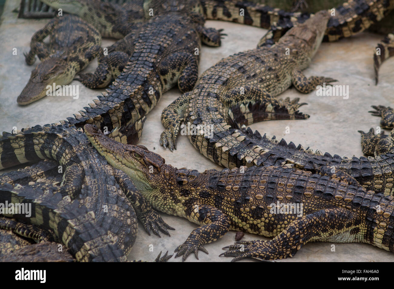 Crocodile in the farm Stock Photo - Alamy