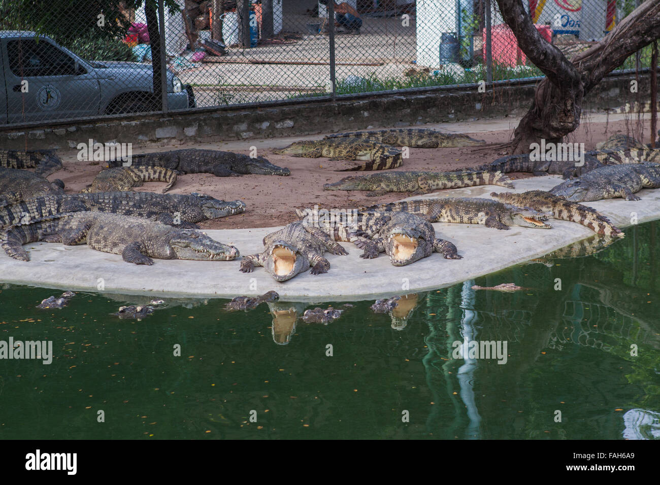 Crocodile in the farm Stock Photo - Alamy