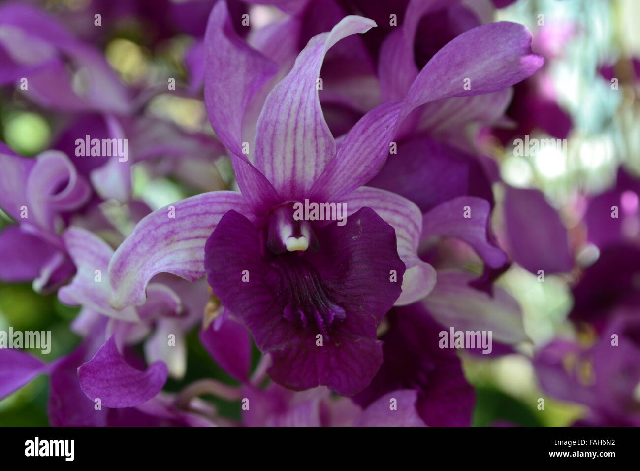 Orchid plant and flower hi-res stock photography and images - Alamy