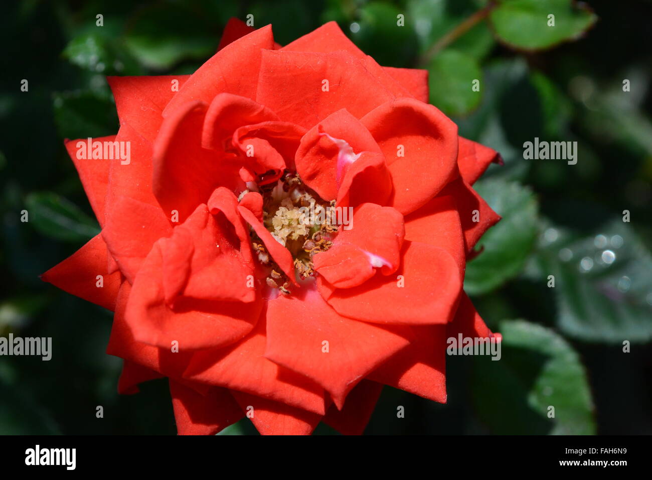 Red rose with leaf hi-res stock photography and images - Alamy