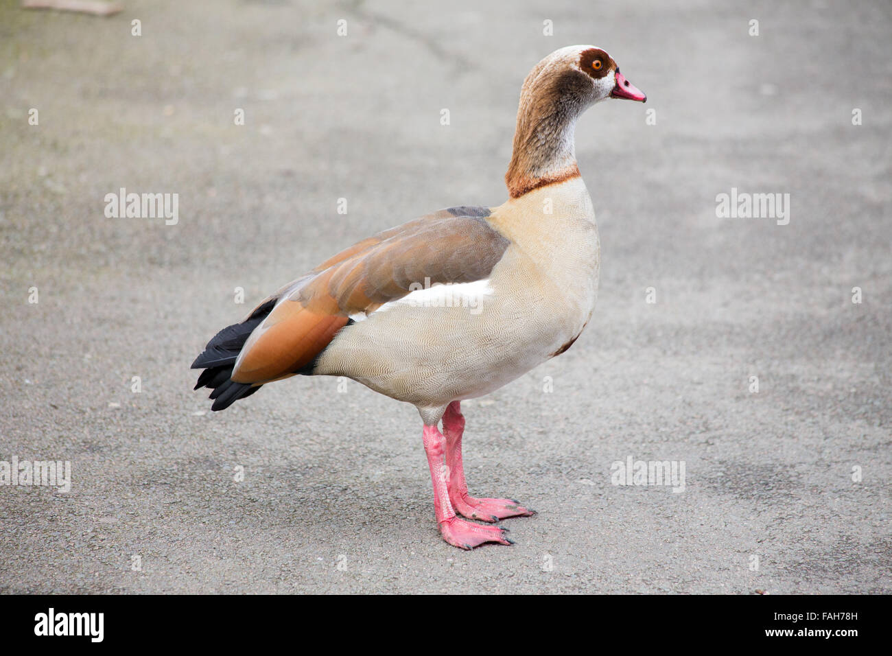 a portrait of a duck alone in a park Stock Photo - Alamy