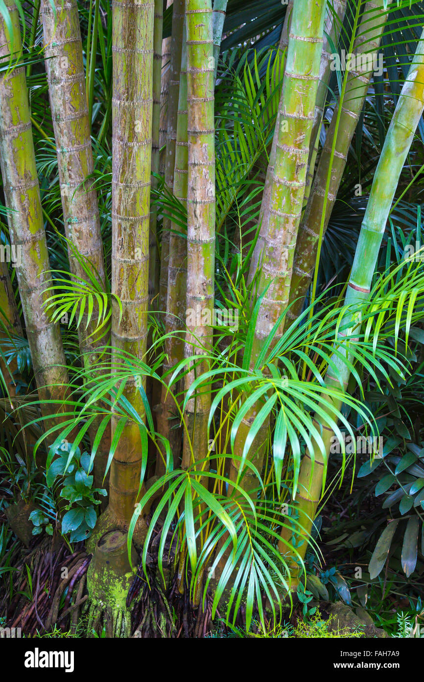 American bamboo hi-res stock photography and images - Alamy