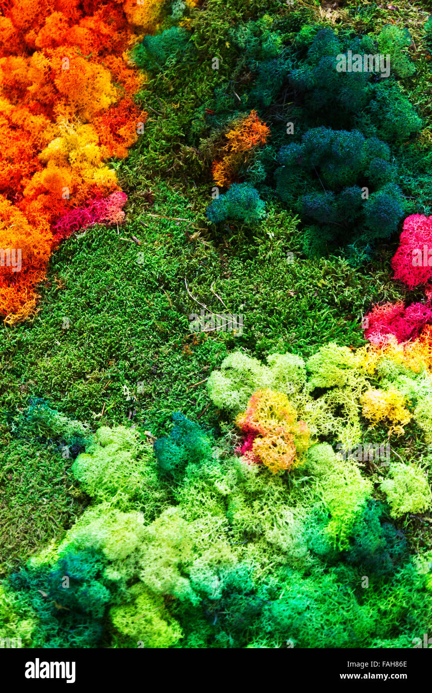 Nature colorful background. Lichen on moss-grown surface close-up Stock ...