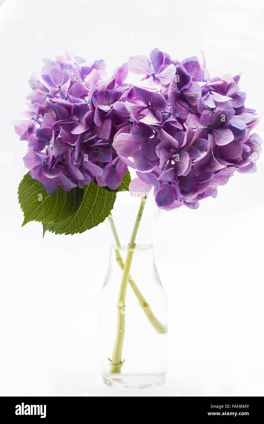 Pink hydrangeas in a vase on white background Stock Photo - Alamy