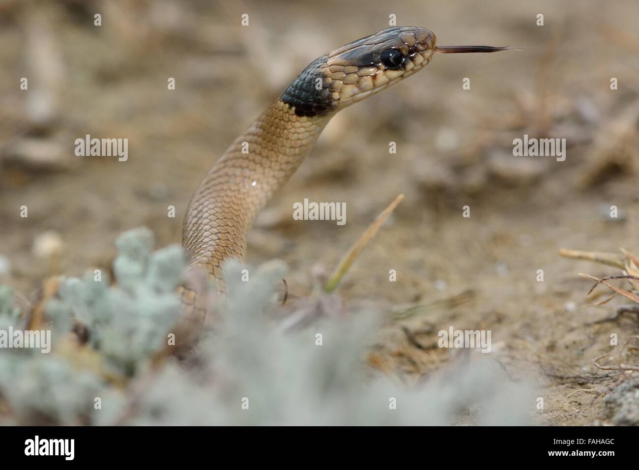 Collared dwarf snake (Eirenis collaris) with neck raised and tongue out ...