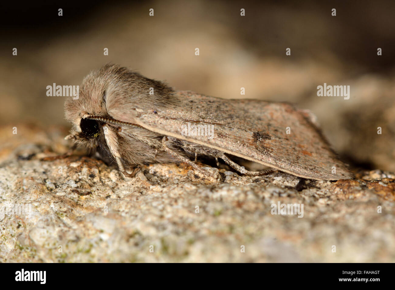 Small quaker moth (Orthosia cruda). An moth that flies early in the ...