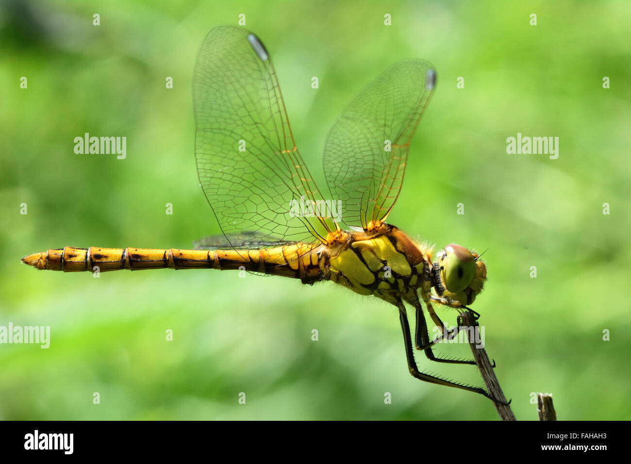 Common darter dragonfly (Sympetrum striolatum) at rest. A dragonfly in ...