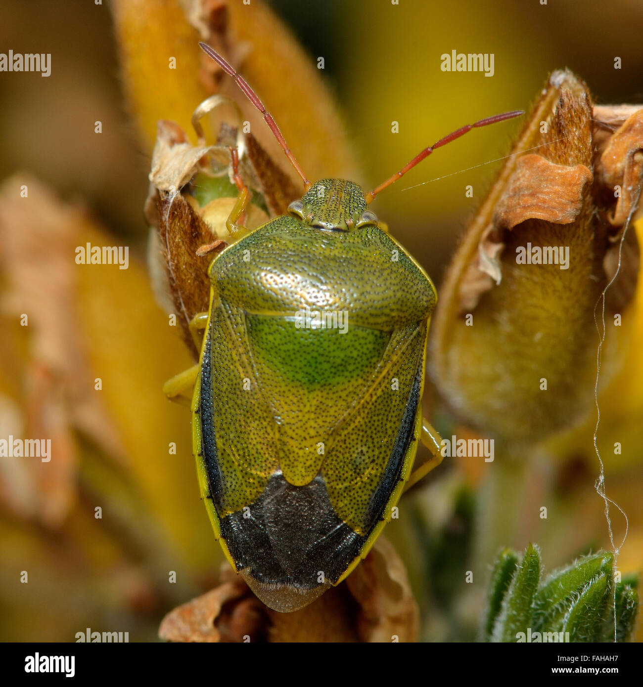 Gorse shieldbug (Piezodorus lituratus). A true bug in the family Pentatomidae on gorse, the ...