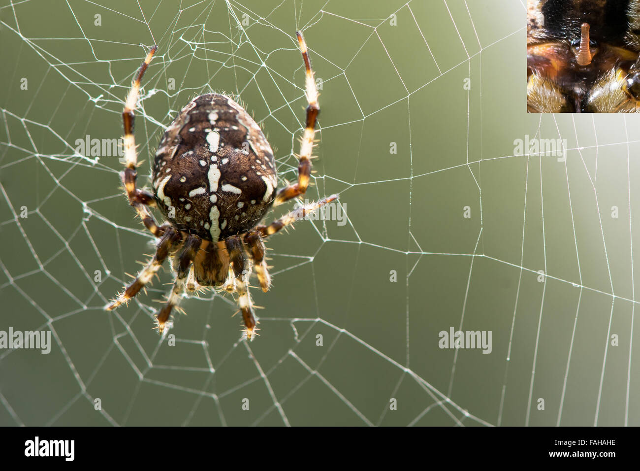 Araneus diadematus spider on web, with detail of epigyne. A well-marked ...