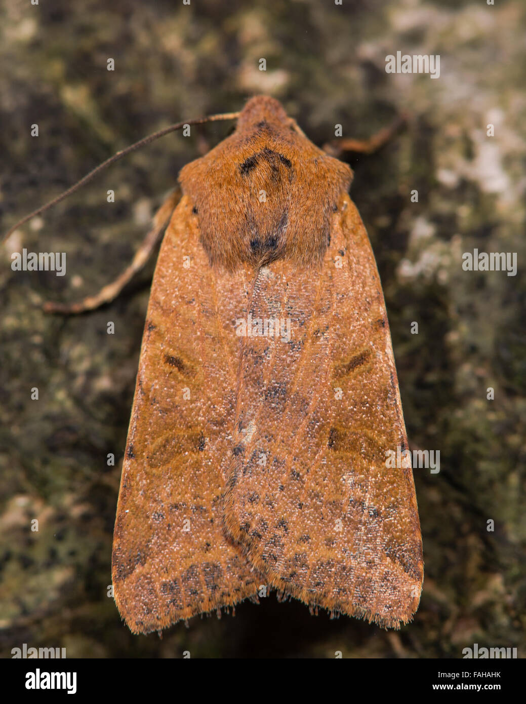 Beaded chestnut moth hi-res stock photography and images - Alamy