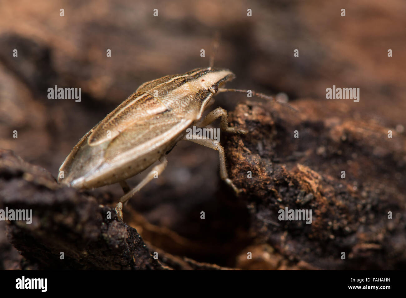 Bishop's mitre shieldbug (Aelia acuminata). A distinctive shieldbug ...