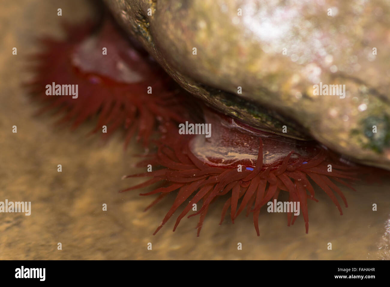Beadlet anemones (Actinia equina). A common anenome on British and ...