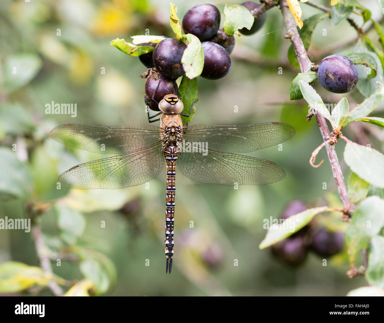 Aesnidae hi-res stock photography and images - Alamy