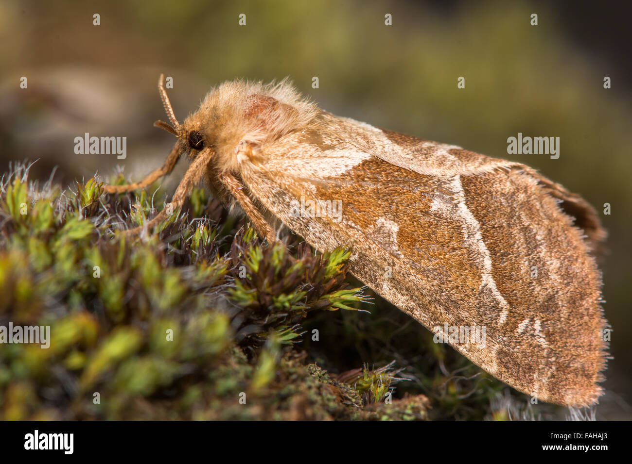 Orange swift moth (Triodia sylvina). A female moth in the family ...
