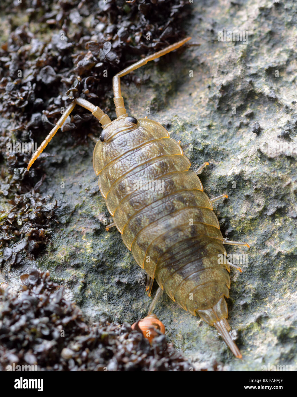 Ligia oceanica hi-res stock photography and images - Alamy