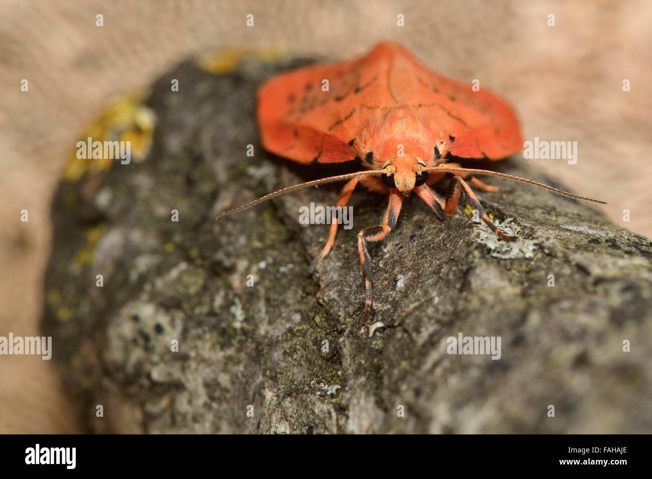 Rosy footman moth (Miltochrista miniata) head-on. A unique moth in the ...