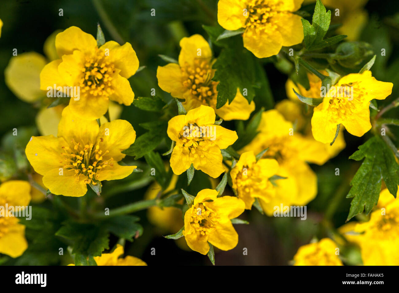 Waldsteinia geoides barren strawberries Stock Photo - Alamy