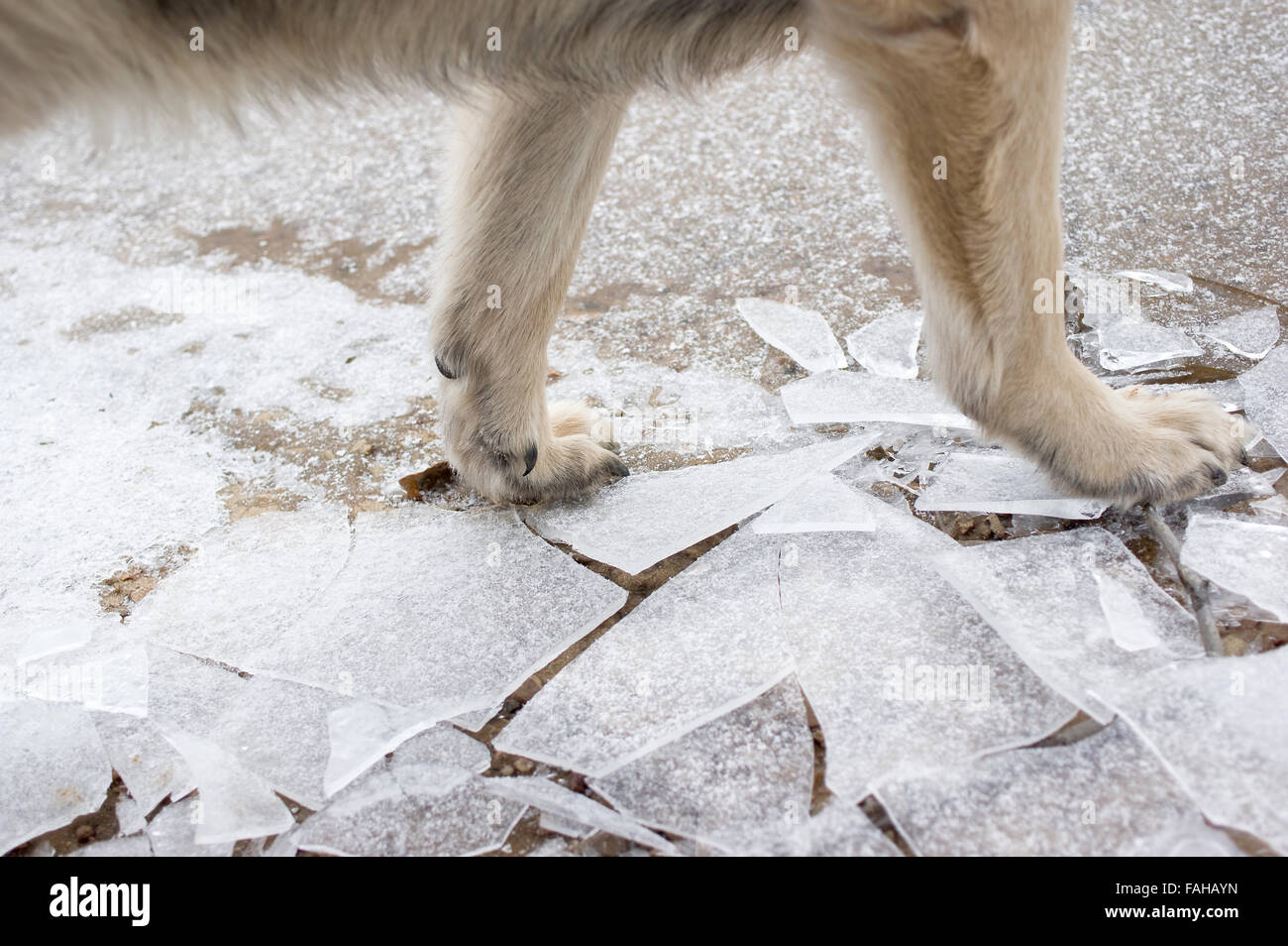 Dog walking on thin ice Stock Photo - Alamy