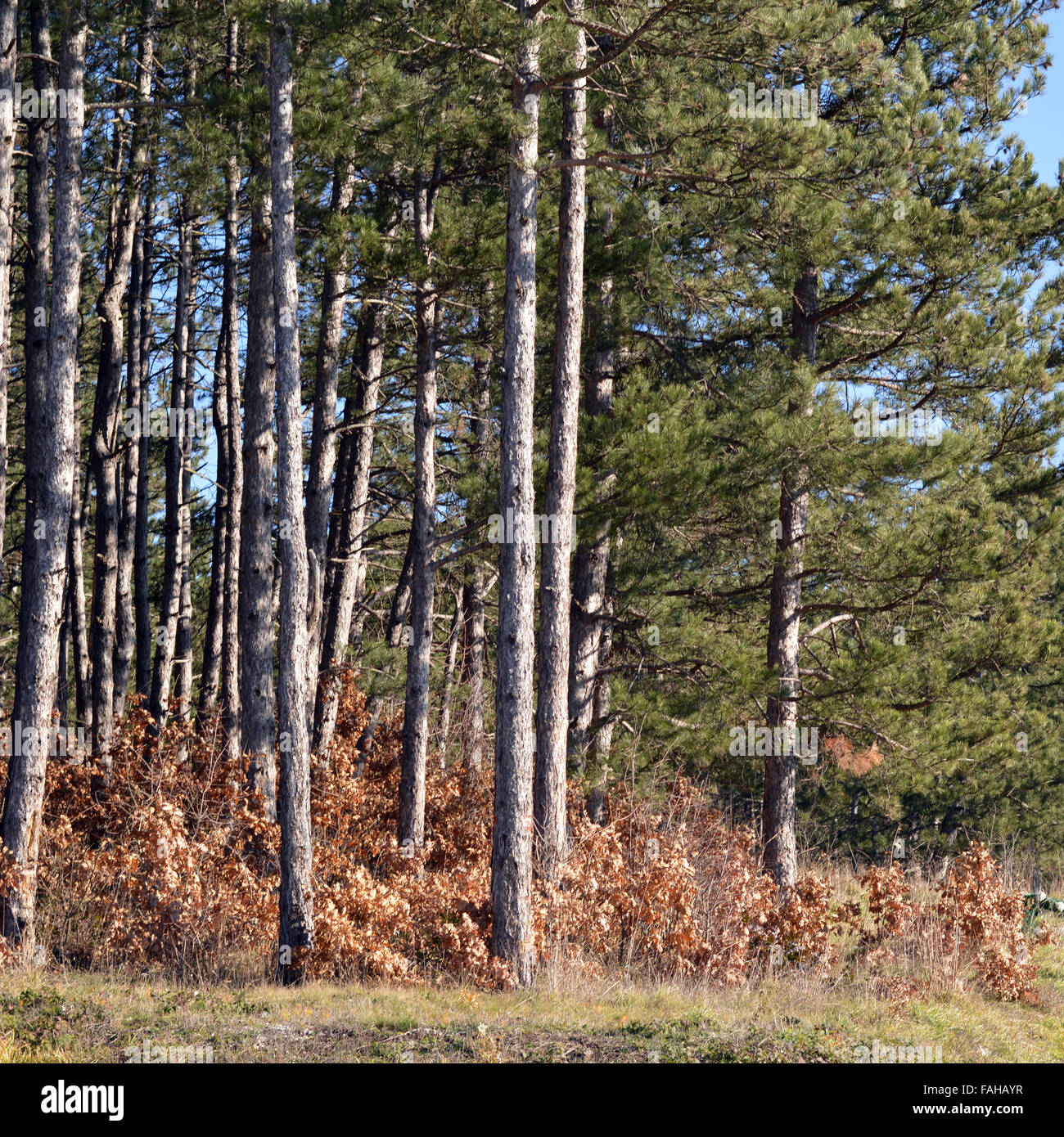 Pine square hi-res stock photography and images - Alamy