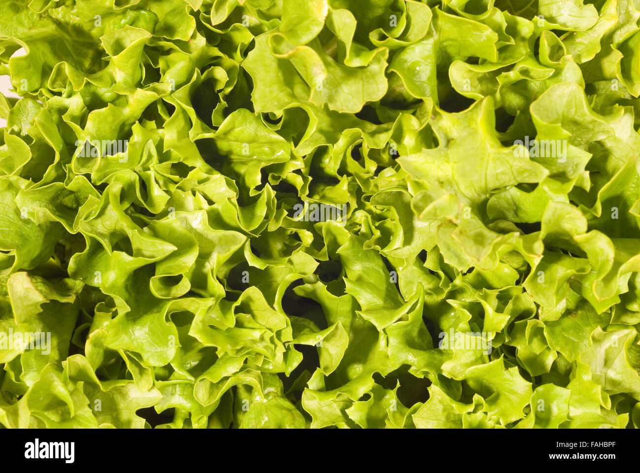 Horizontal lettuce hi-res stock photography and images - Alamy