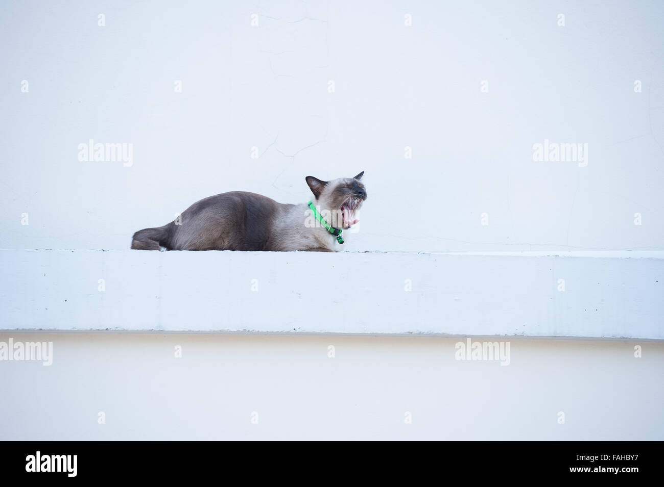 Roan cat on the wall Stock Photo - Alamy