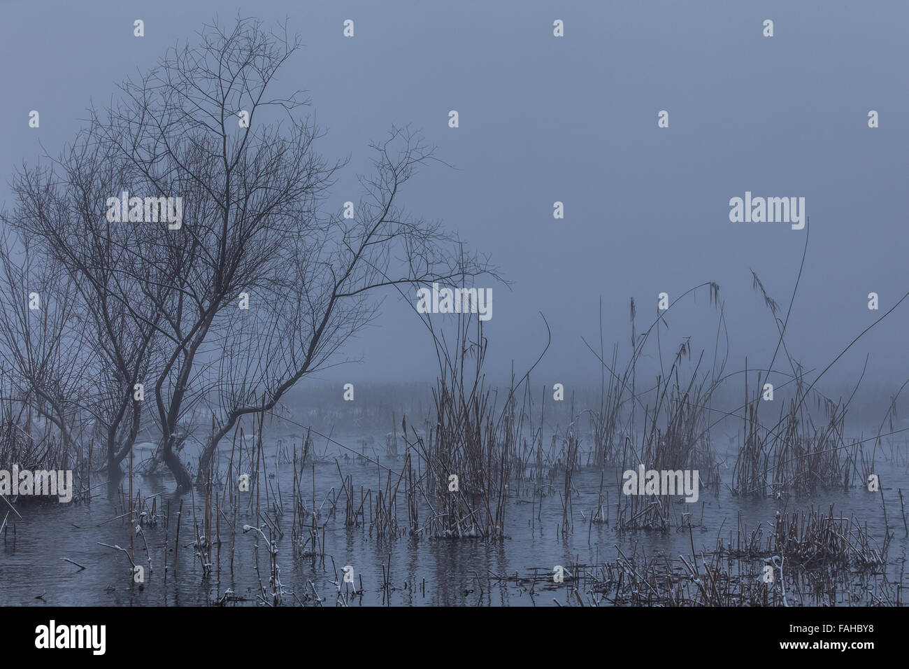 morning fog in winter Stock Photo - Alamy