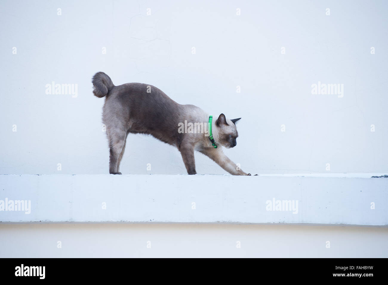 Portrait thai cat on wall hi-res stock photography and images - Alamy