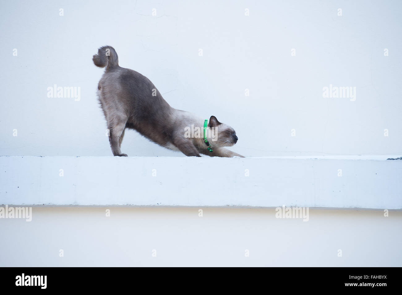 Roan cat on the wall Stock Photo - Alamy