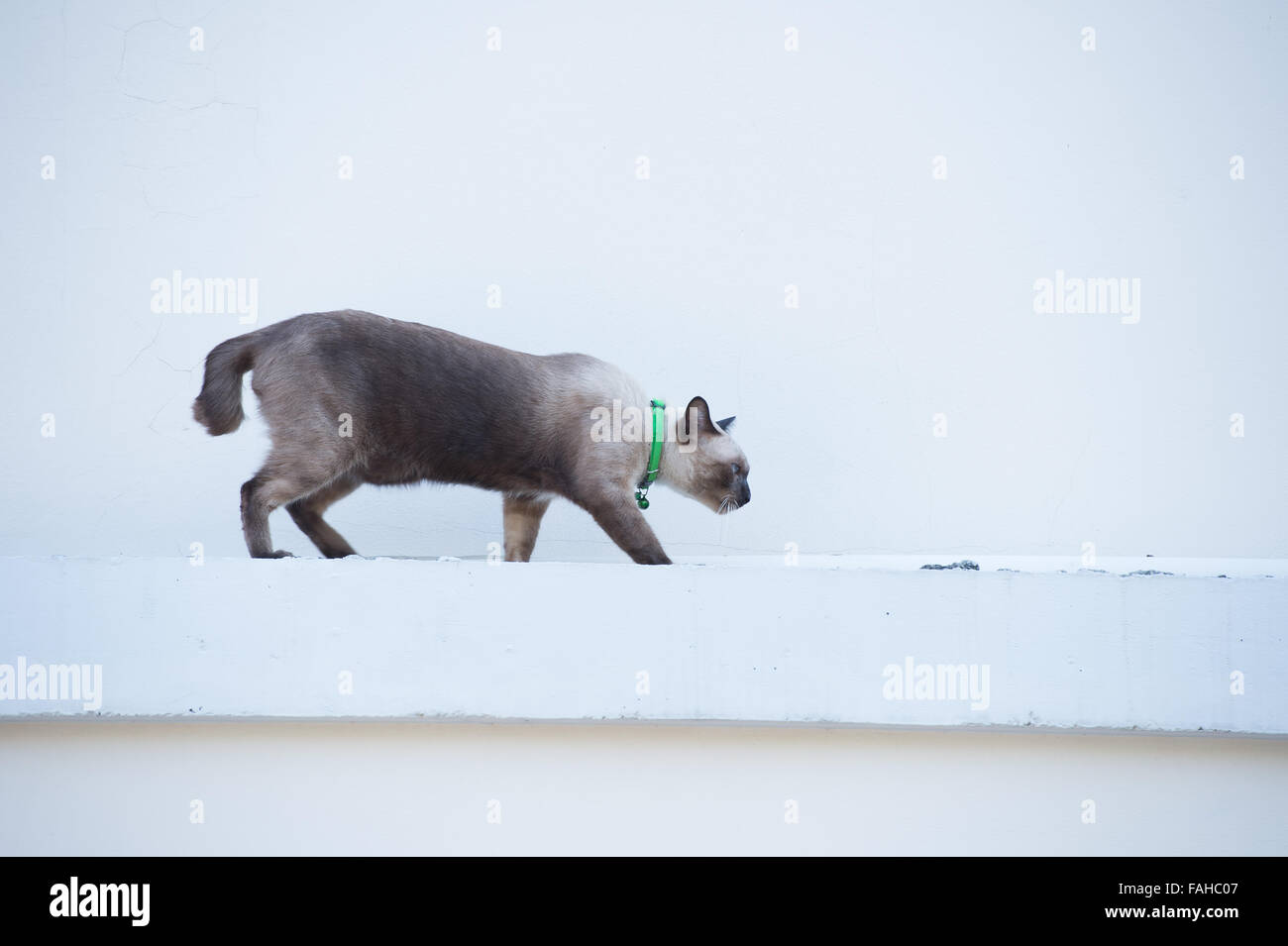Roan cat on the wall Stock Photo - Alamy