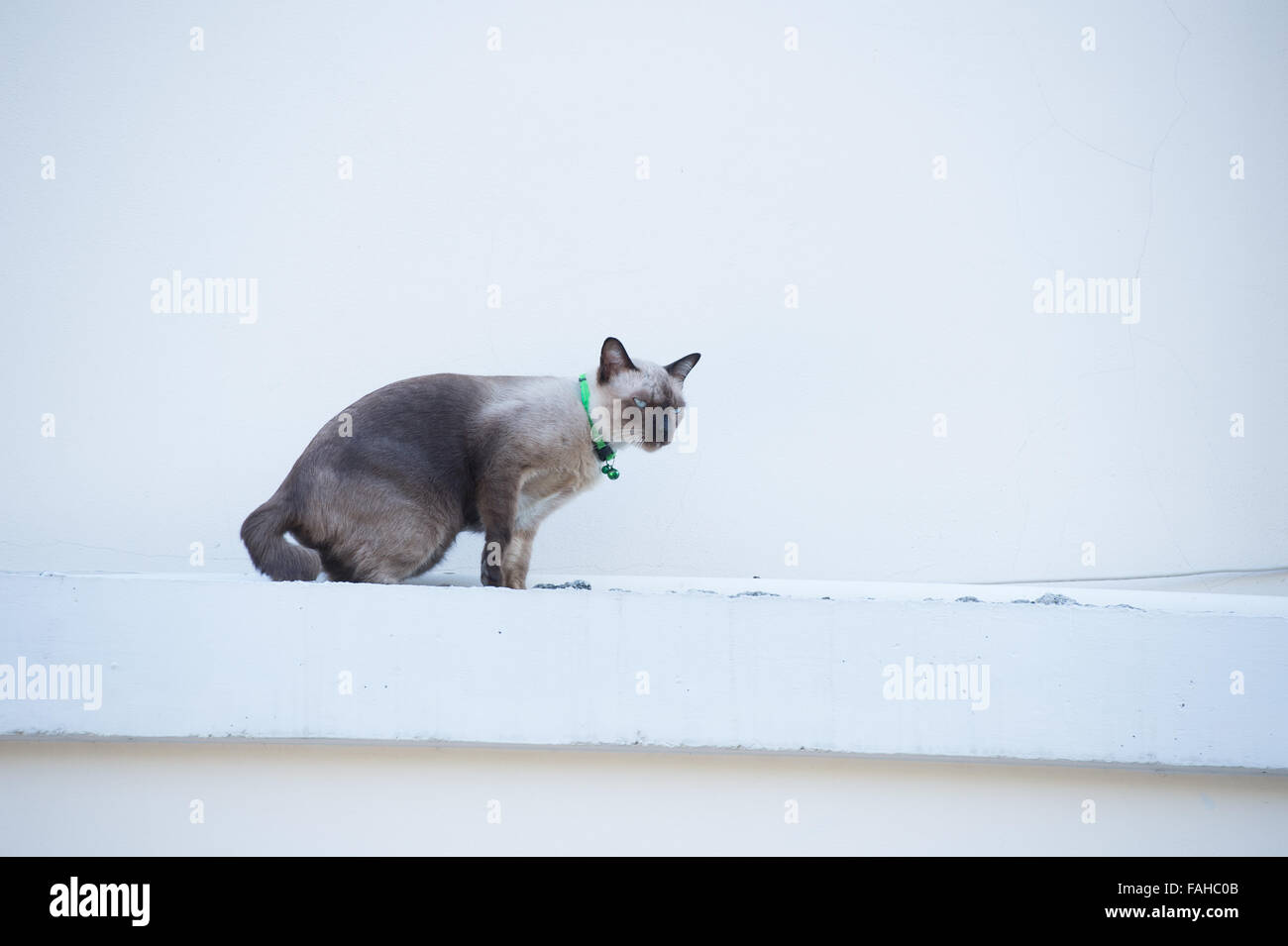 Roan cat on the wall Stock Photo - Alamy