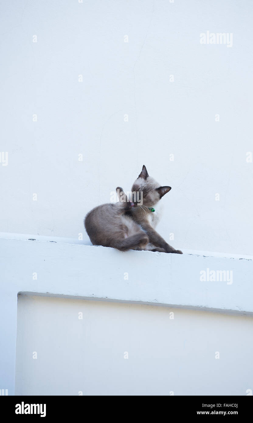 Color roan hi-res stock photography and images - Alamy