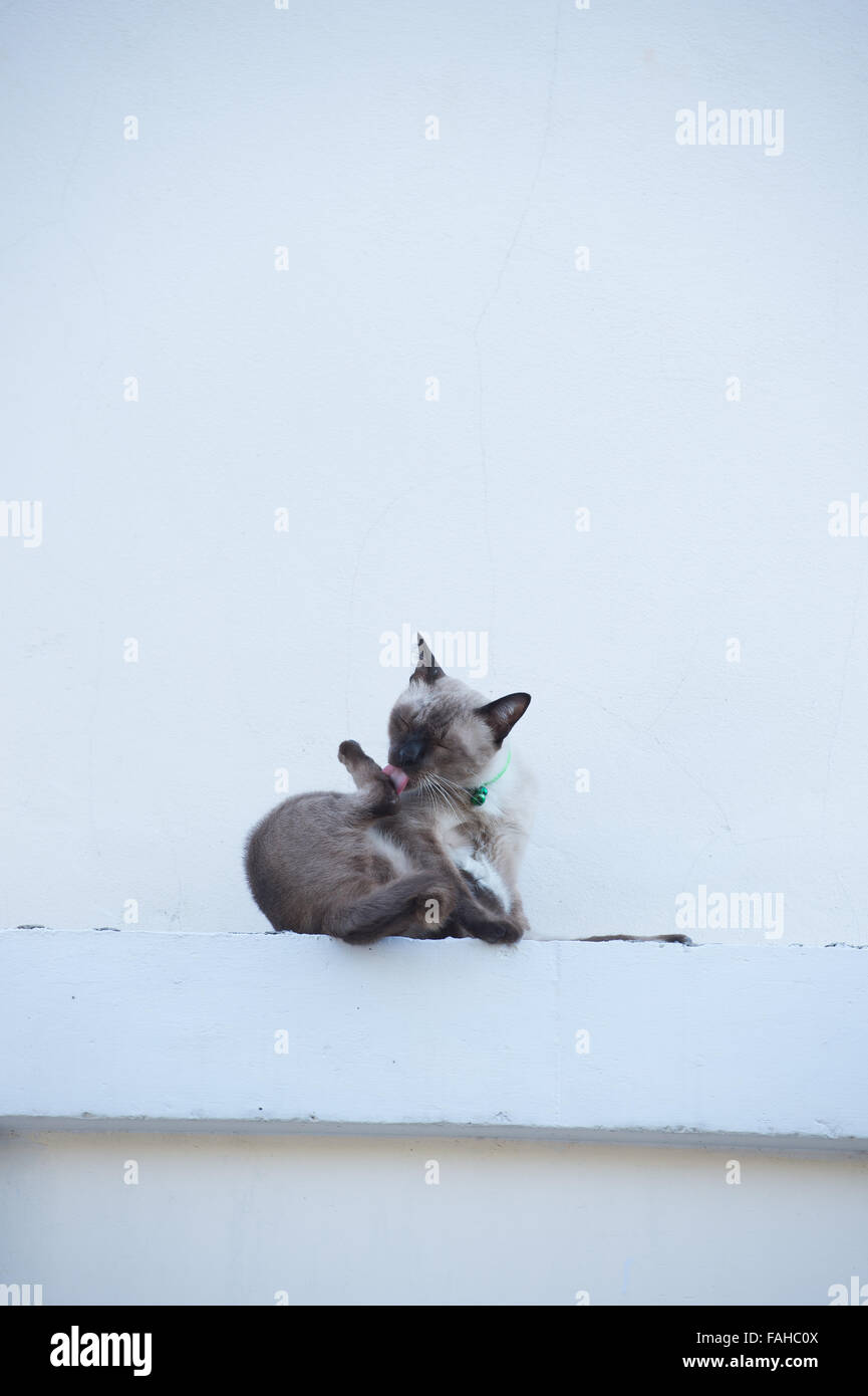 Roan color hi-res stock photography and images - Alamy