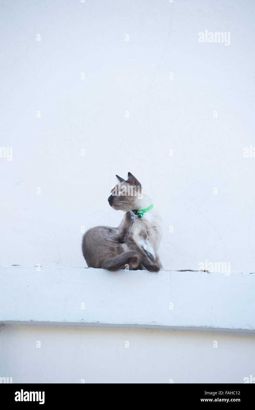 Roan cat on the wall Stock Photo - Alamy