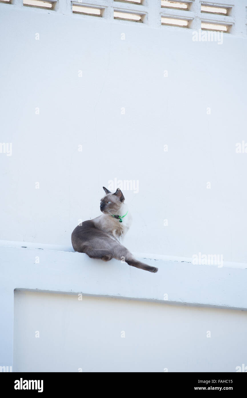 Roan cat on the wall Stock Photo - Alamy