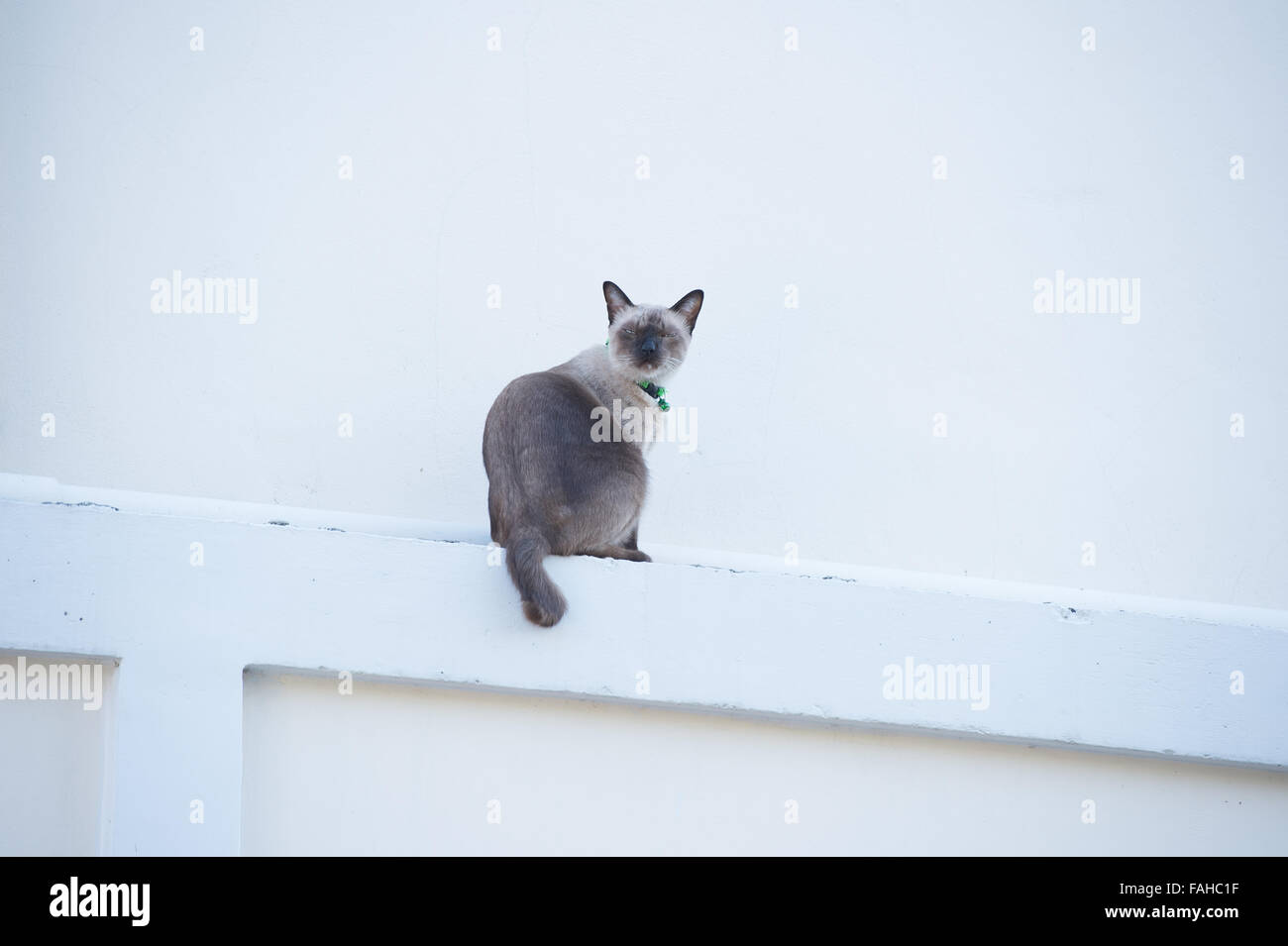 Roan cat on the wall Stock Photo - Alamy