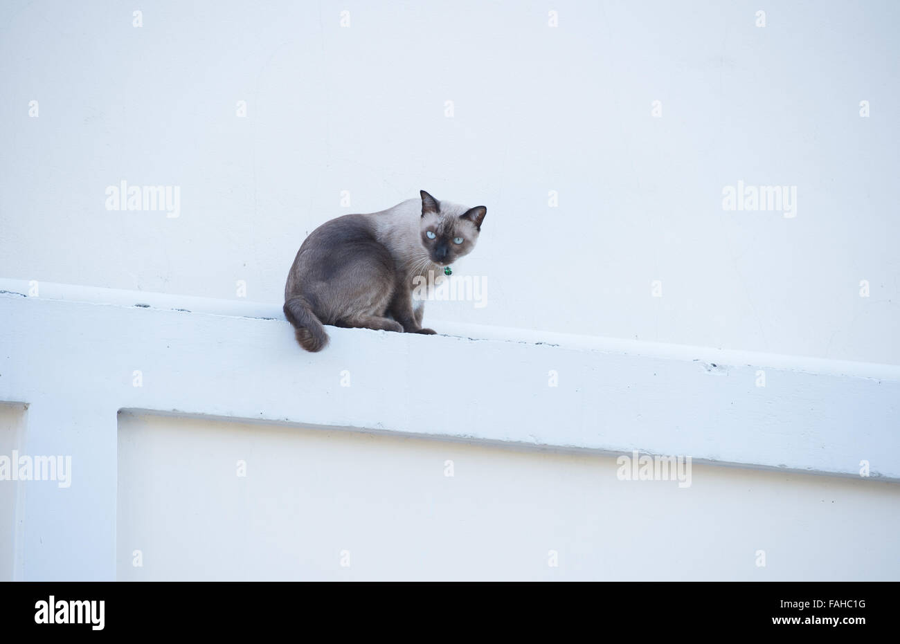 Roan cat on the wall Stock Photo - Alamy
