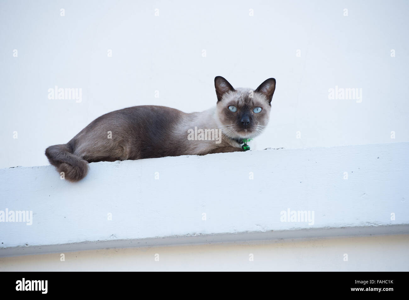 Roan cat on the wall Stock Photo - Alamy