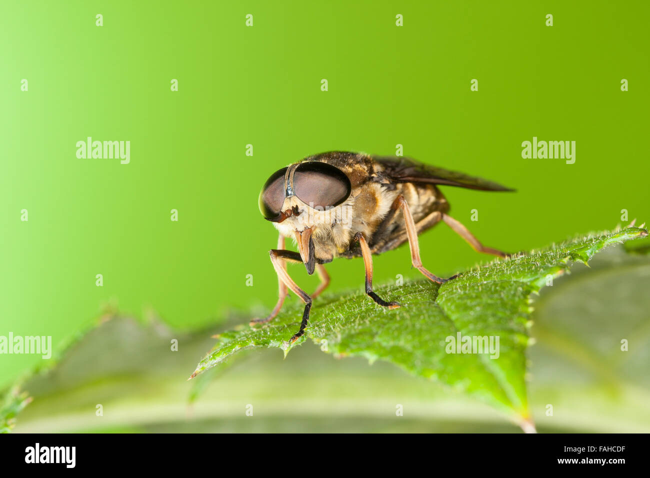 Dark giant horsefly, Giant Horsefly, Pferdebremse, Pferde-Bremse ...