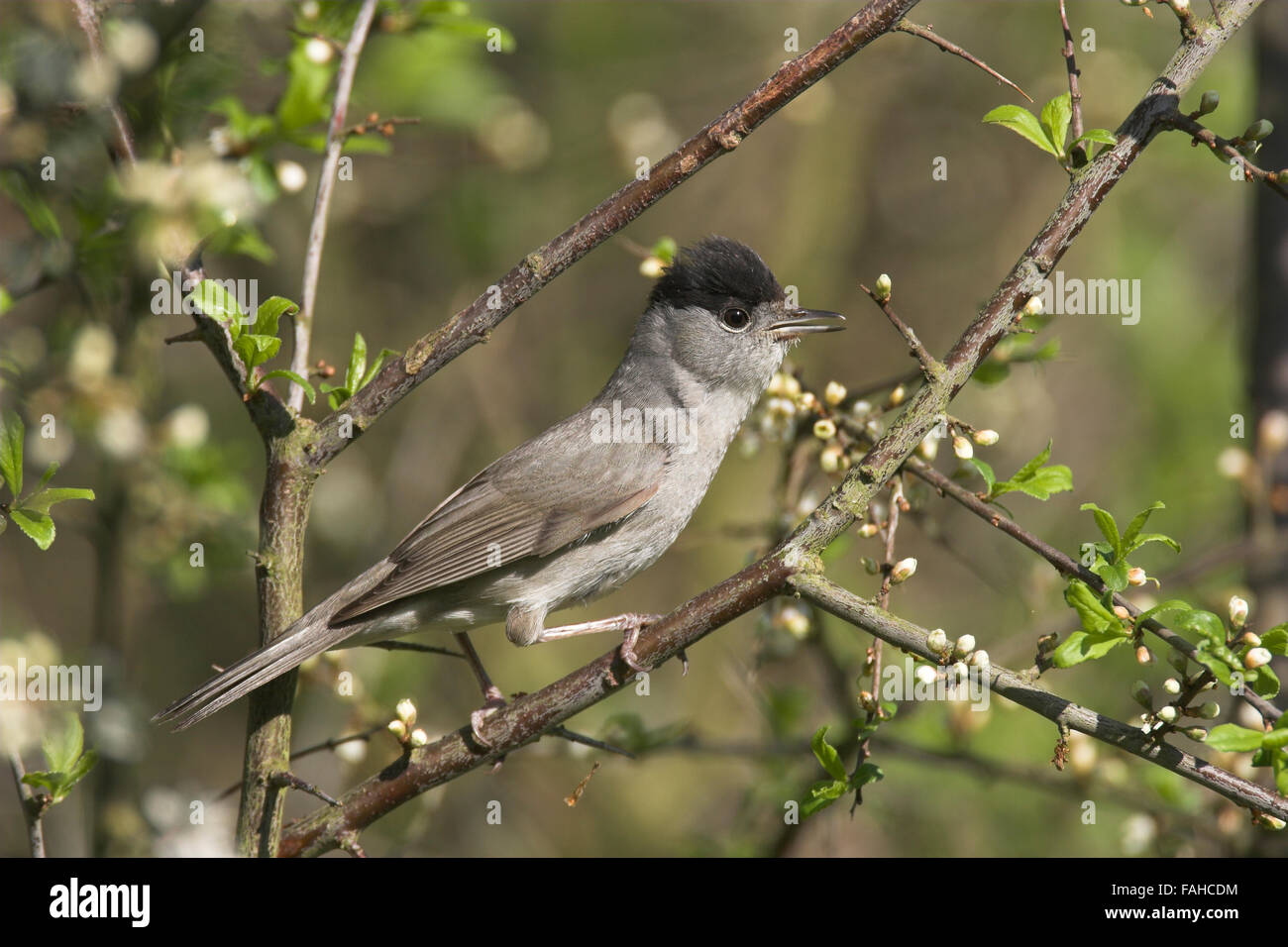 Mannchen sylvia hi-res stock photography and images - Alamy
