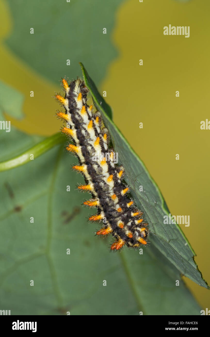 Eastern Festoon, caterpillar, Östlicher Osterluzeifalter, Balkan ...