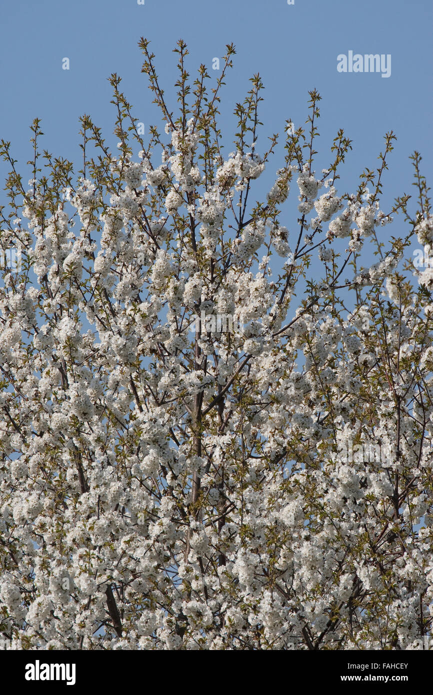 Pflaume hi-res stock photography and images - Alamy