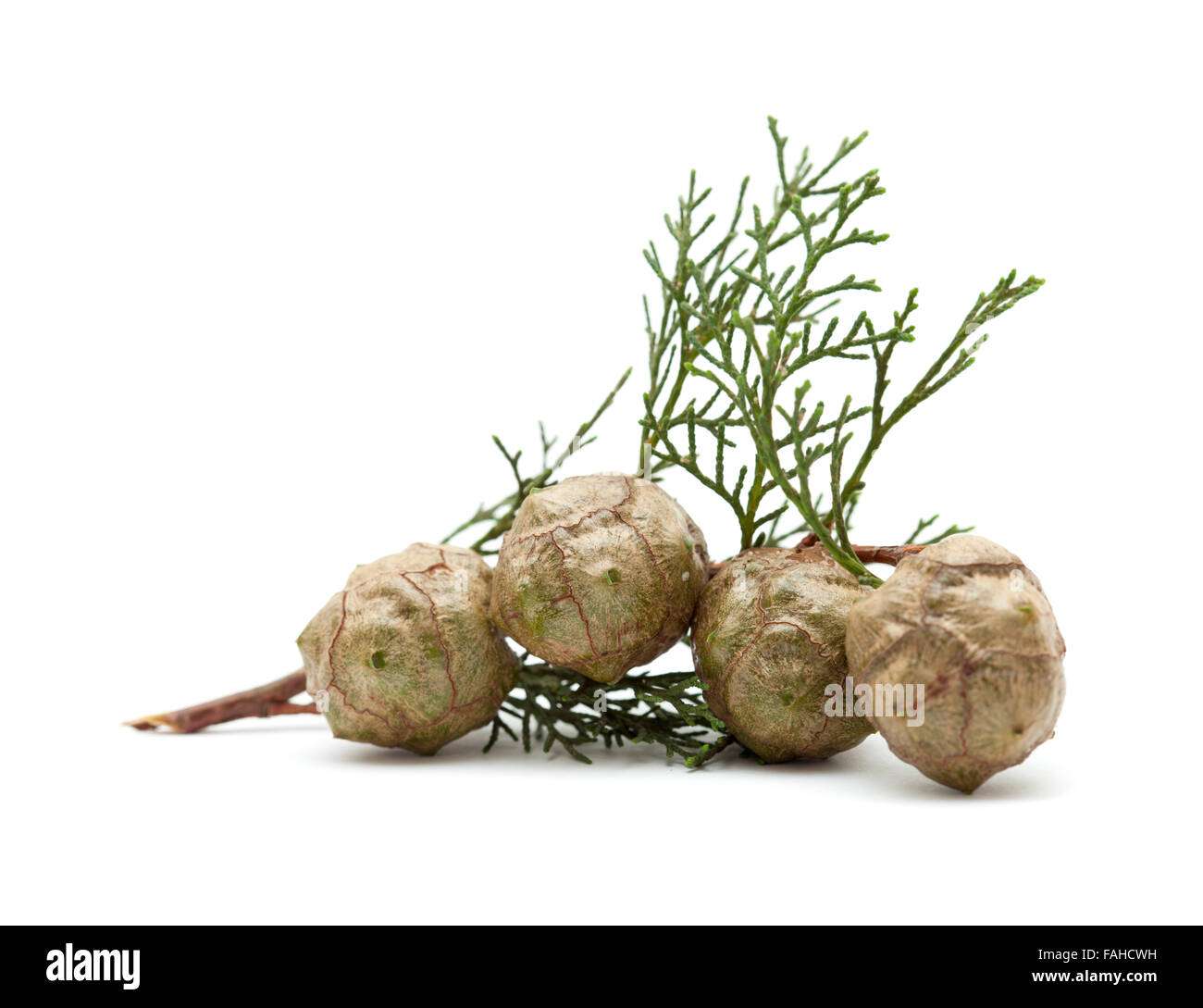 Cupressus sempervirens cutout hi-res stock photography and images - Alamy