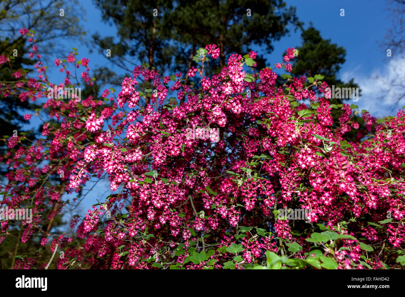 Ribes sanguineum 'Koja' currant Stock Photo - Alamy