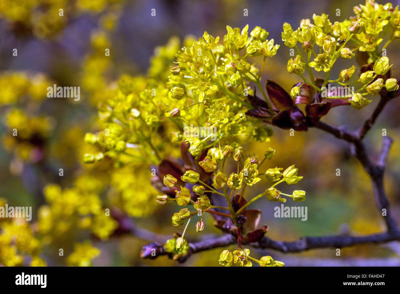 Acer plantanoides, Crimson King, Norway maple pollen in spring Stock ...